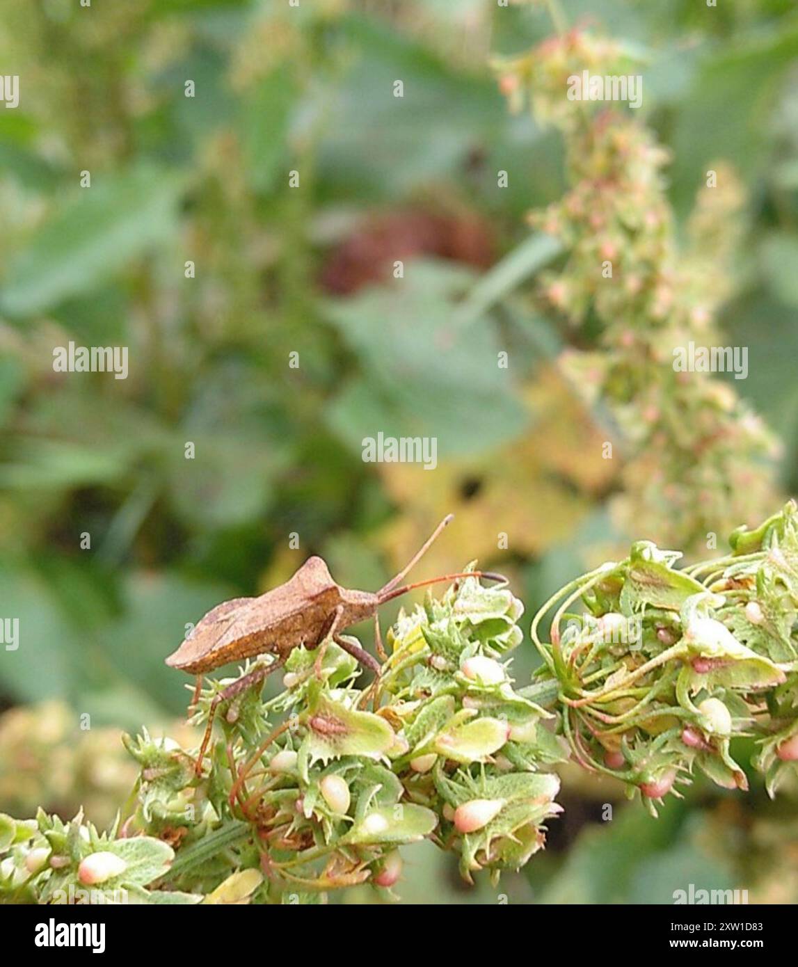 Dock Bug (Coreus marginatus) Insecta Stock Photo - Alamy