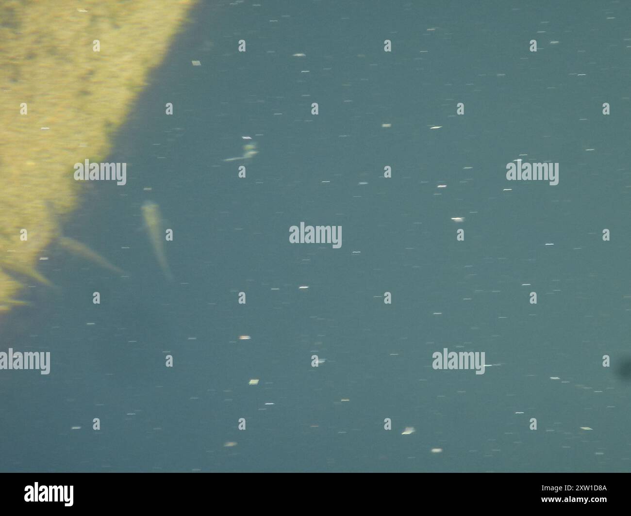 Typical Killifishes (Fundulus) Actinopterygii Stock Photo - Alamy