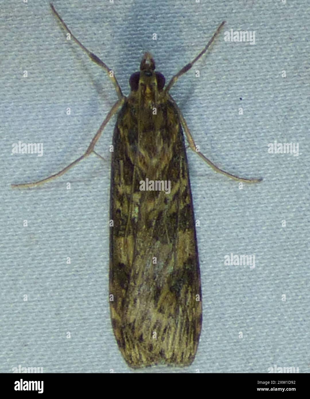 Lucerne Moth (Nomophila nearctica) Insecta Stock Photo - Alamy