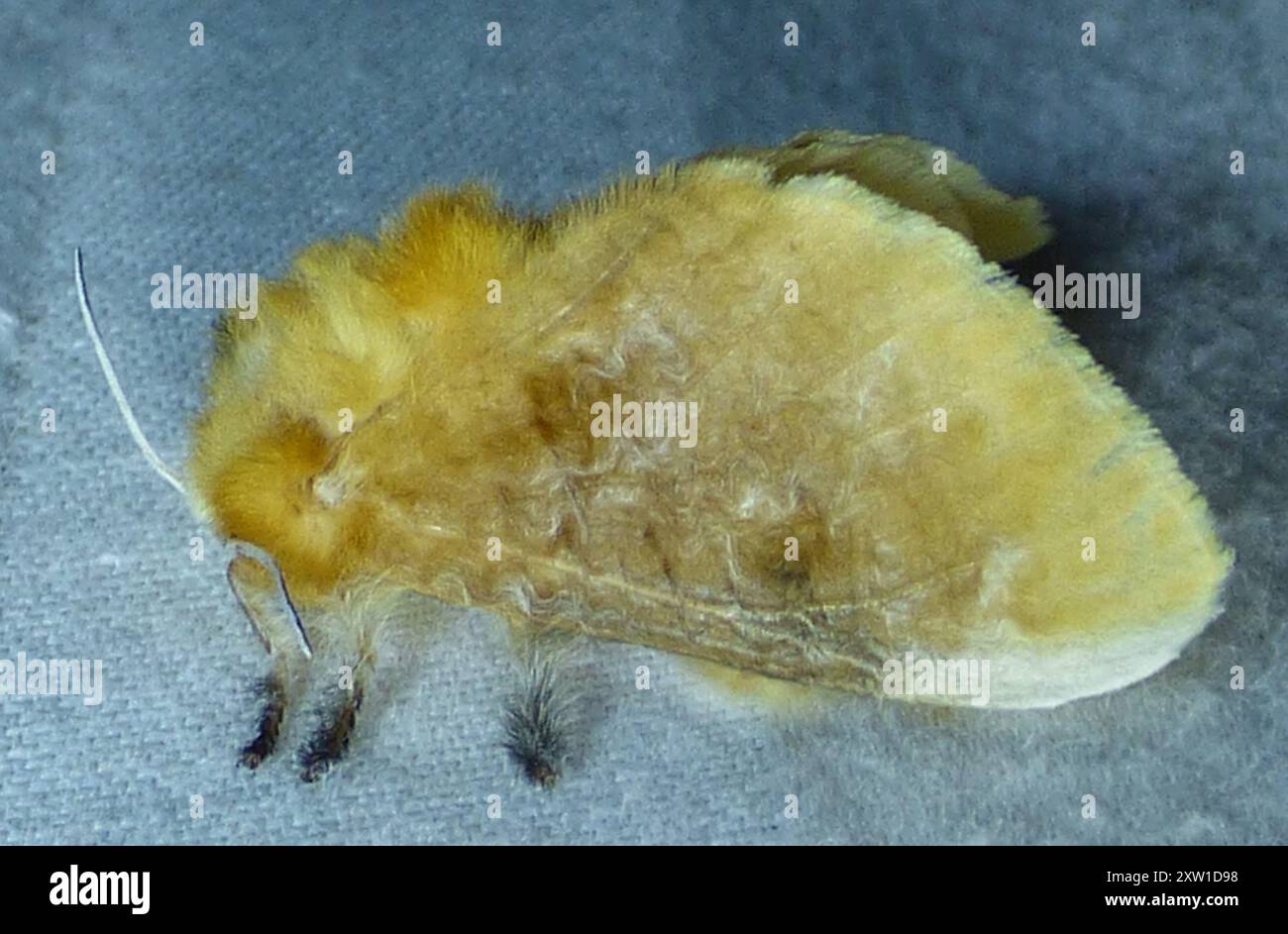 Southern Flannel Moth (Megalopyge opercularis) Insecta Stock Photo - Alamy