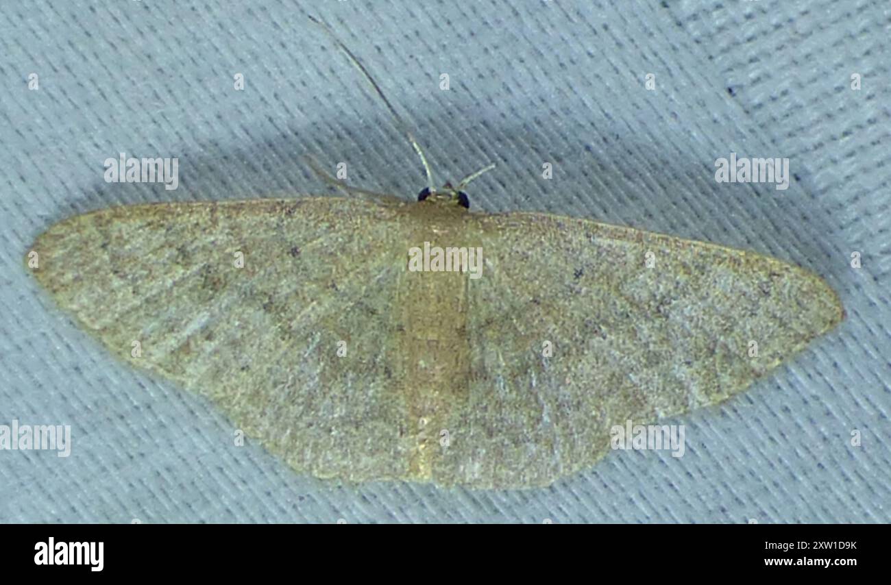 Common Tan Wave (Pleuroprucha insulsaria) Insecta Stock Photo - Alamy