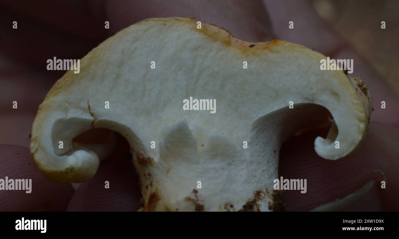 Sheep Polypore (Albatrellus ovinus) Fungi Stock Photo - Alamy