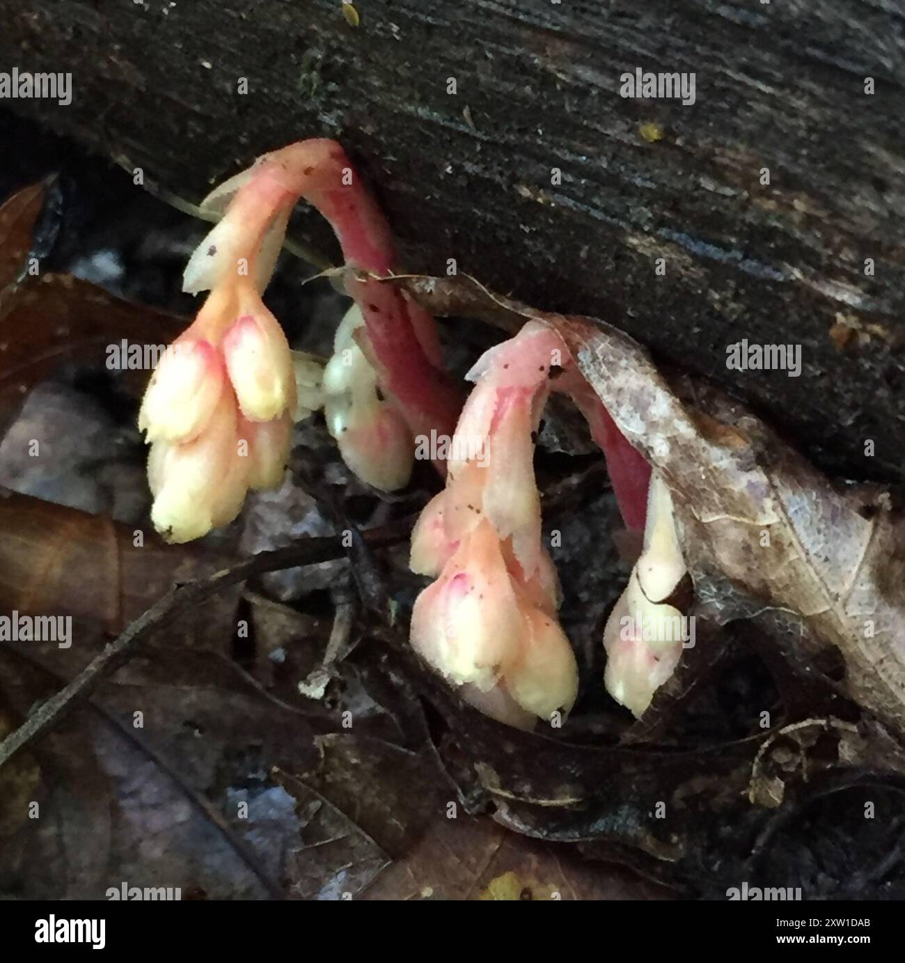 pinesap (Monotropa hypopitys) Plantae Stock Photo - Alamy