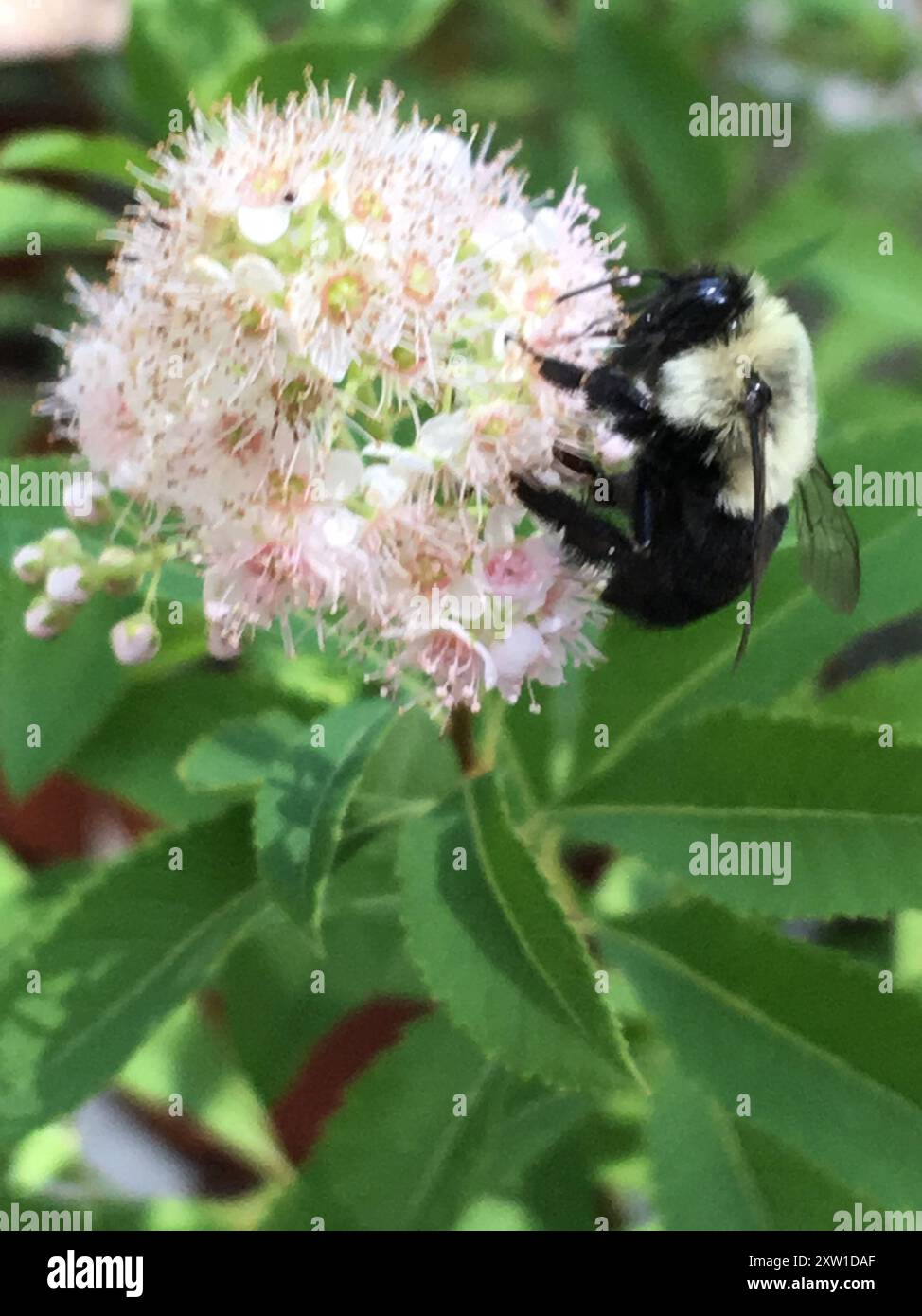Common Eastern Bumble Bee (Bombus impatiens) Insecta Stock Photo - Alamy