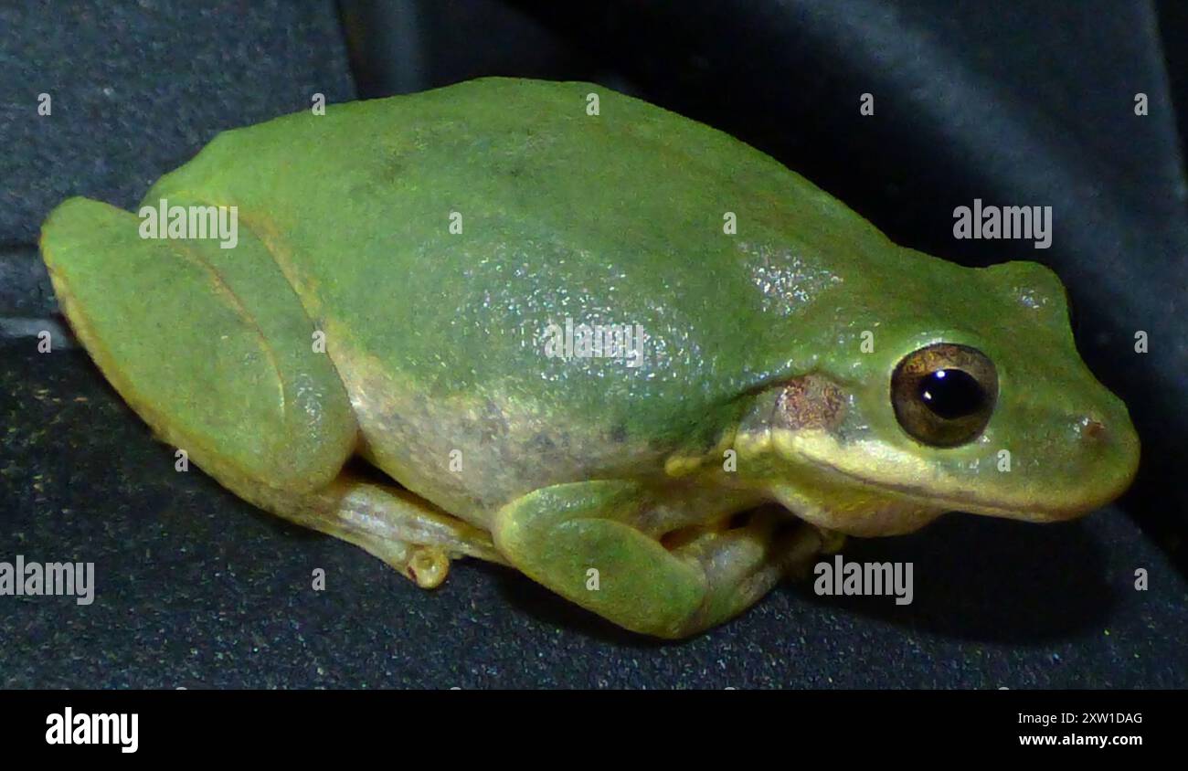 Squirrel Treefrog (Hyla squirella) Amphibia Stock Photo - Alamy