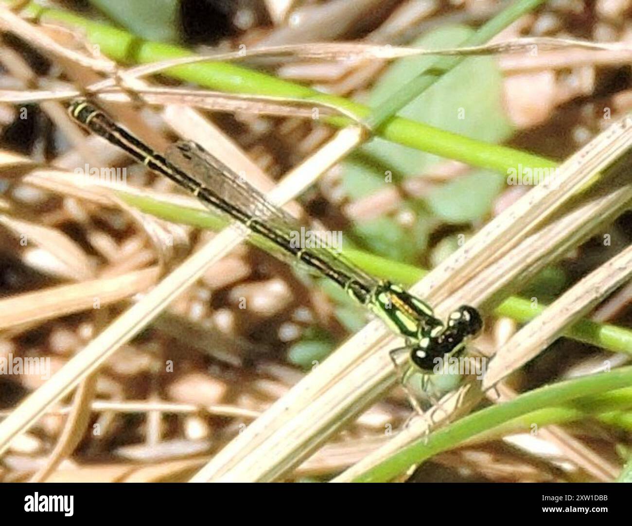 Fragile Forktail (Ischnura posita) Insecta Stock Photo - Alamy