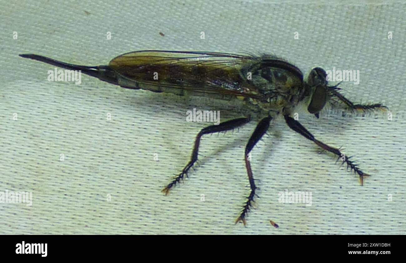 Hammertails (Efferia) Insecta Stock Photo - Alamy