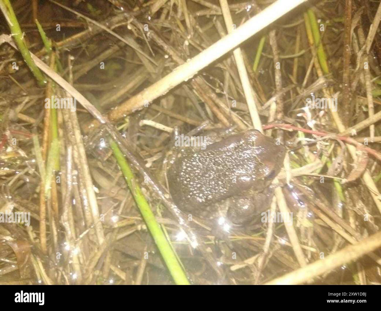 Raucous Toad (Sclerophrys capensis) Amphibia Stock Photo - Alamy