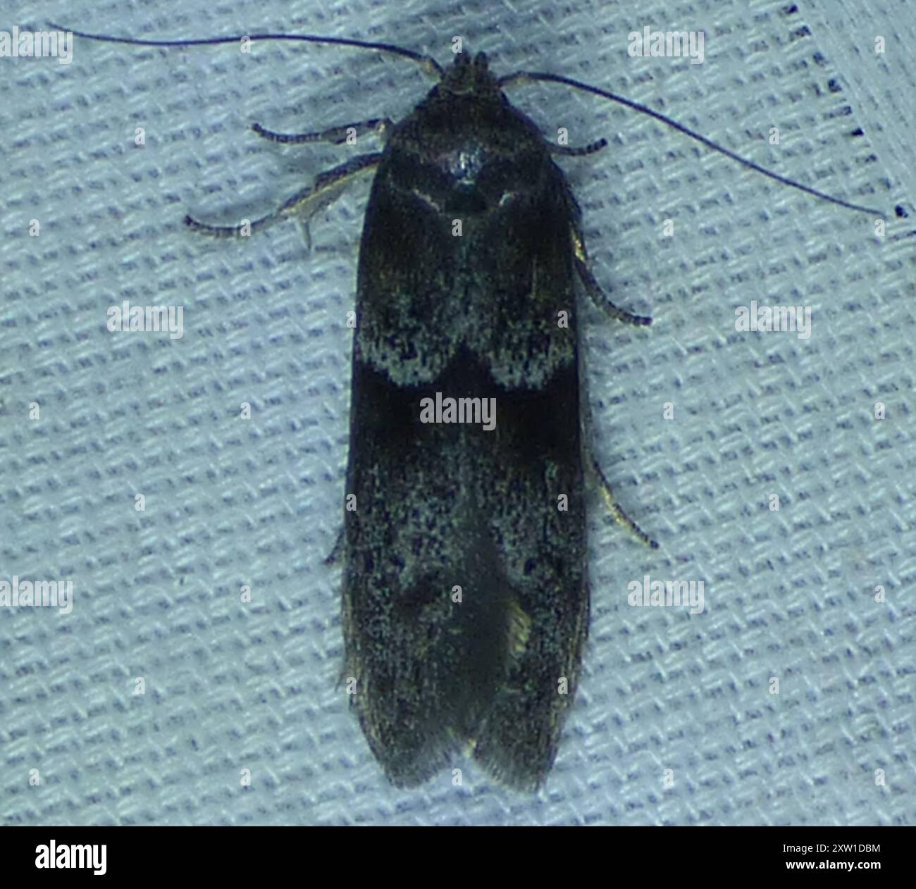 Acorn Moth (Blastobasis glandulella) Insecta Stock Photo - Alamy
