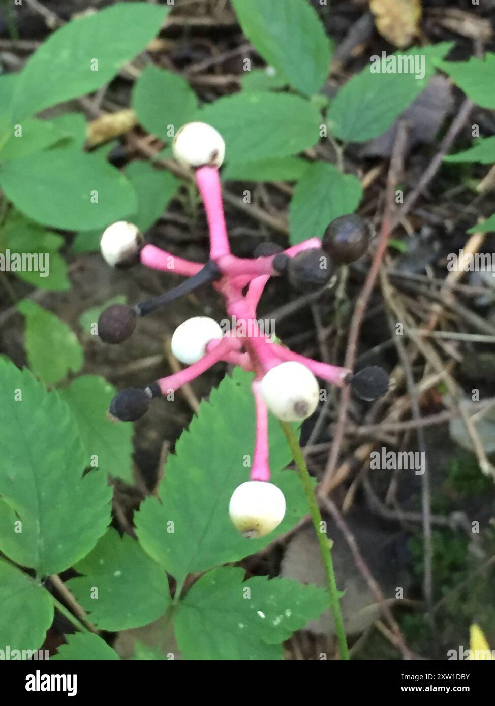white baneberry (Actaea pachypoda) Plantae Stock Photo - Alamy