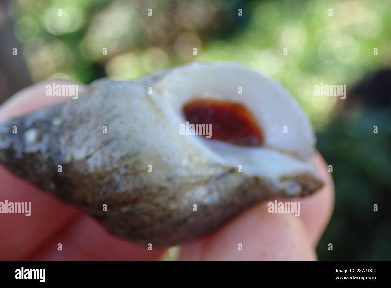 Frilled Dogwinkle (Nucella lamellosa) Mollusca Stock Photo - Alamy