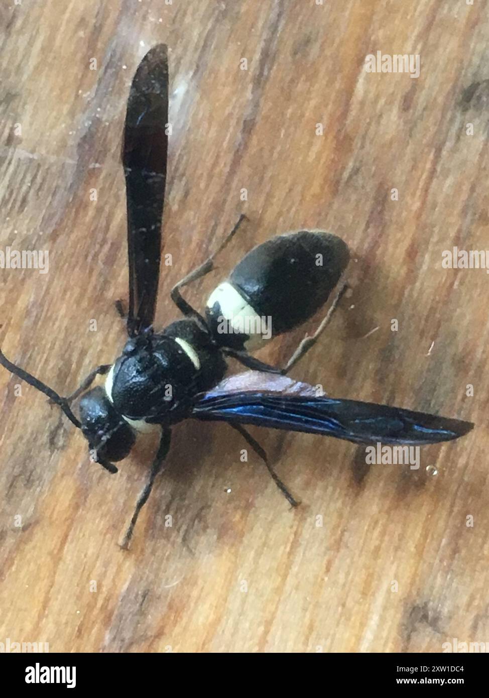 Four-toothed Mason Wasp (Monobia quadridens) Insecta Stock Photo - Alamy