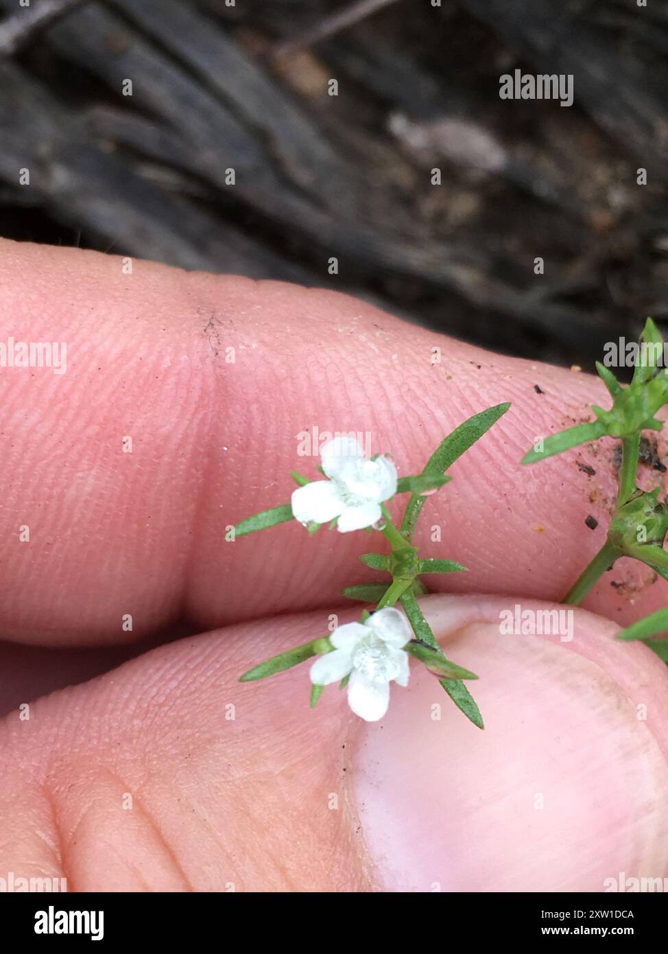 Rust Weed (Polypremum procumbens) Plantae Stock Photo - Alamy