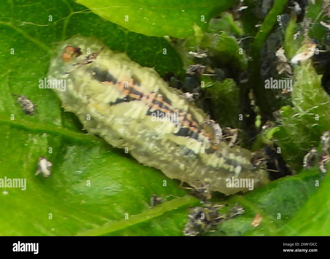Common Flower Flies (Syrphus) Insecta Stock Photo - Alamy