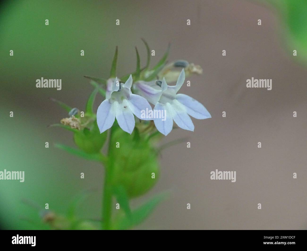 Indian tobacco (Lobelia inflata) Plantae Stock Photo - Alamy