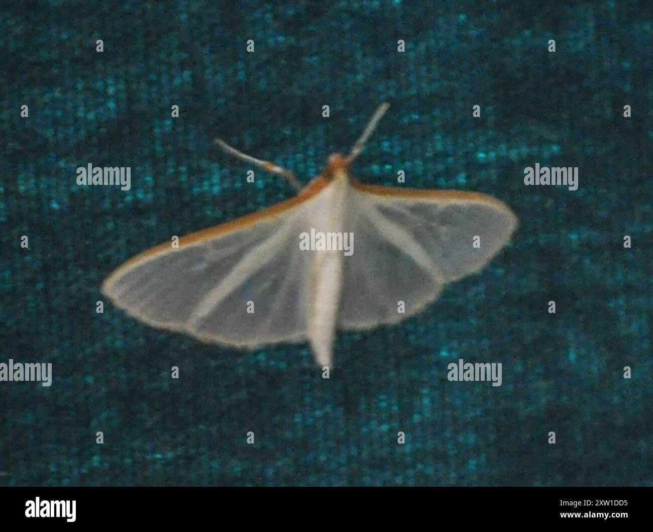 Jasmine Moth (Palpita vitrealis) Insecta Stock Photo - Alamy