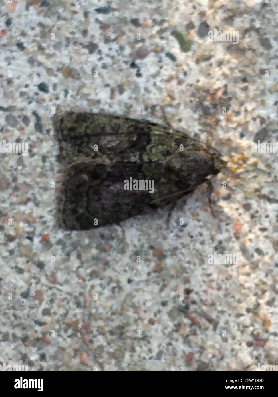 Tree-lichen Beauty (Cryphia algae) Insecta Stock Photo - Alamy