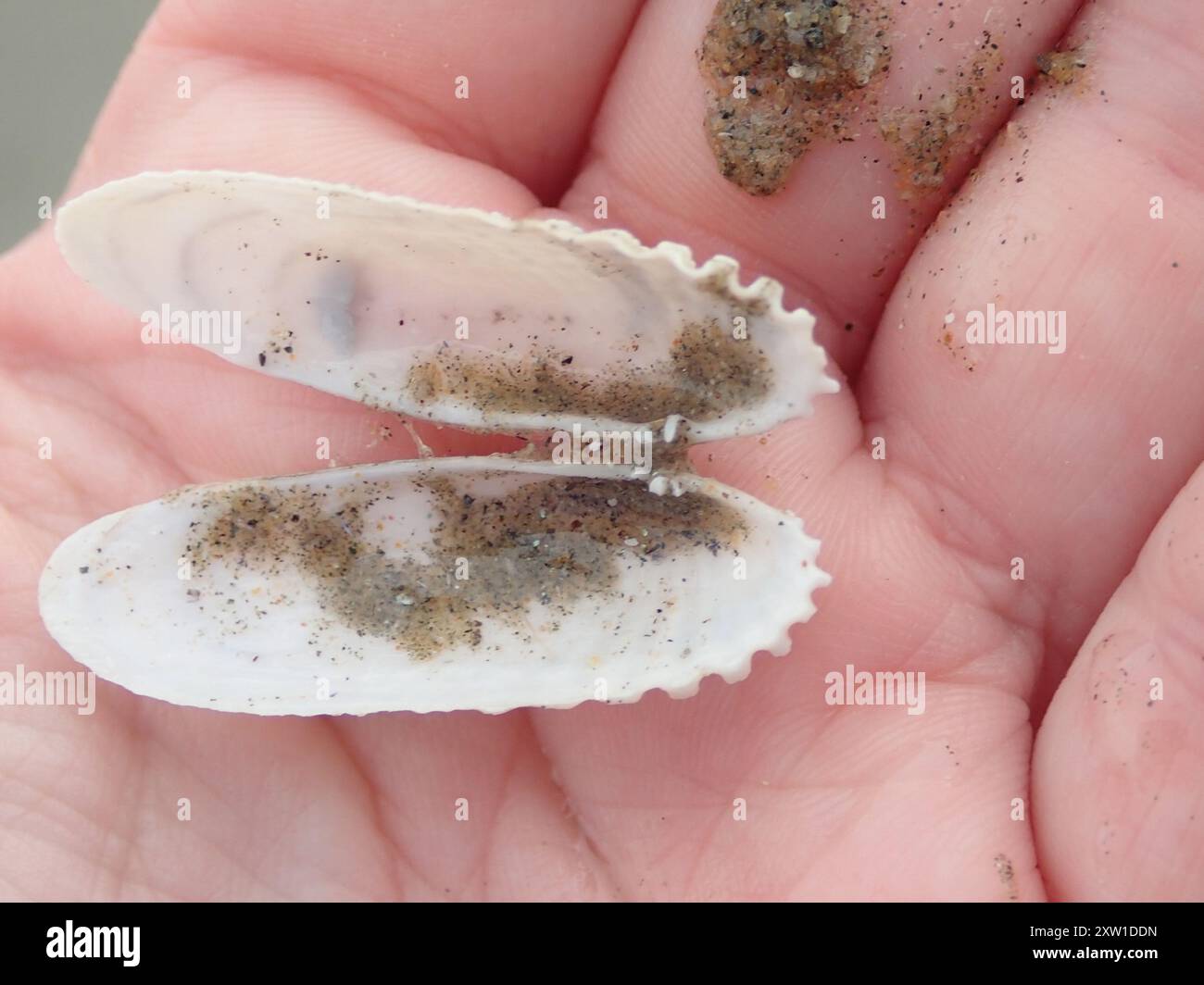 False Angelwing (Petricolaria pholadiformis) Mollusca Stock Photo - Alamy
