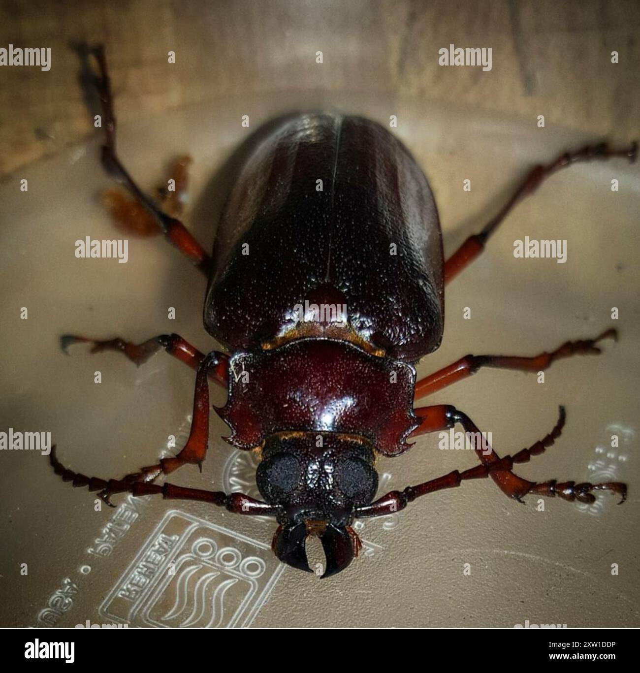 Tooth-necked Longhorn Beetle (Prionus pocularis) Insecta Stock Photo ...