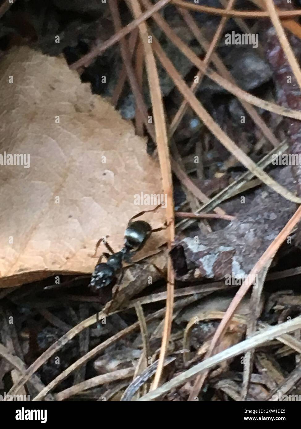 Wood, Mound, and Field Ants (Formica) Insecta Stock Photo - Alamy