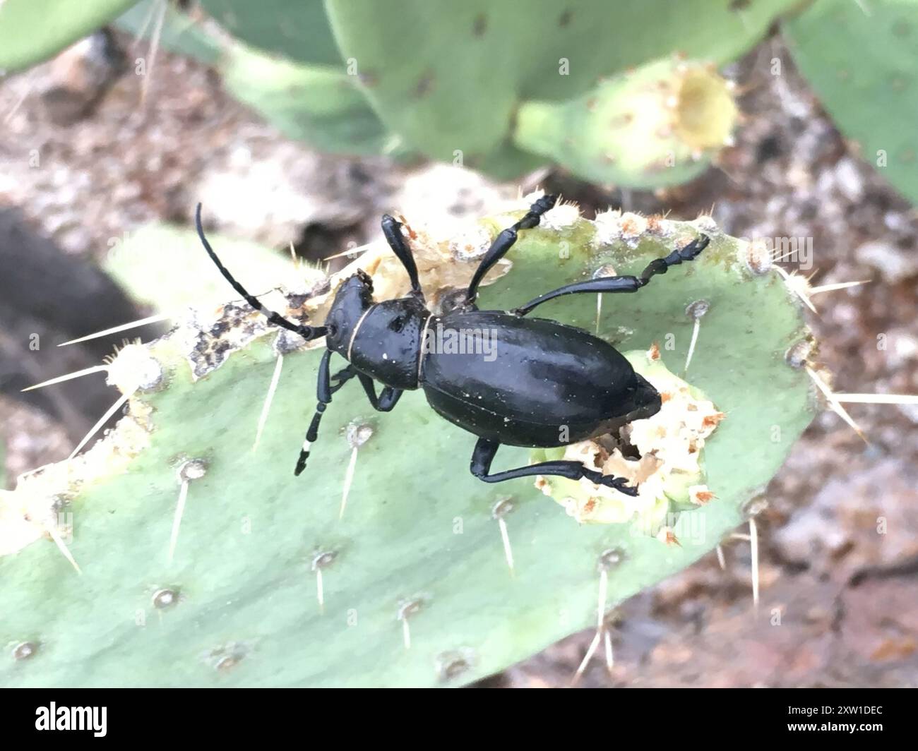 Giant Cactus Longhorn Beetle (Moneilema gigas) Insecta Stock Photo - Alamy