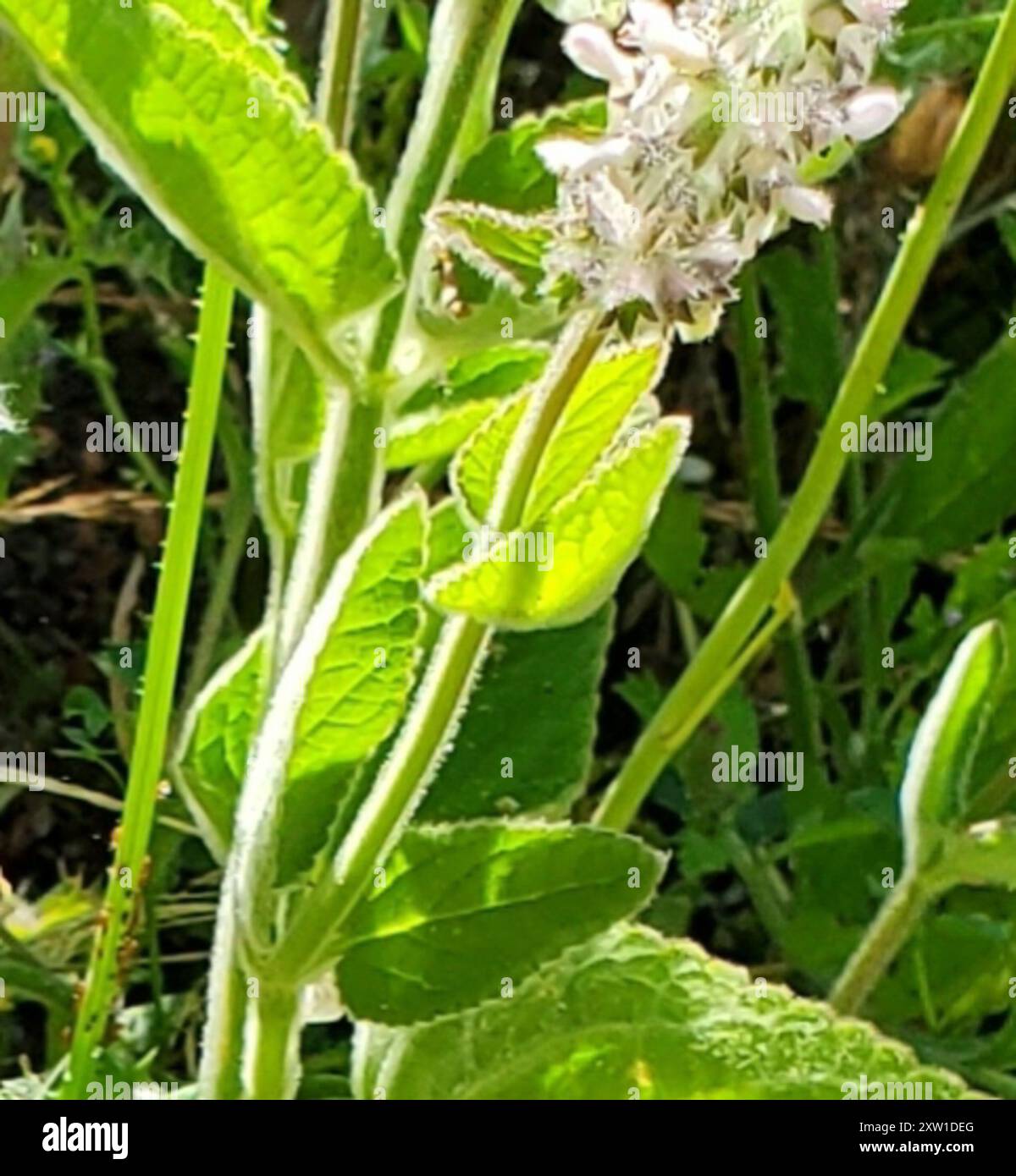 whitestem hedgenettle (Stachys albens) Plantae Stock Photo - Alamy