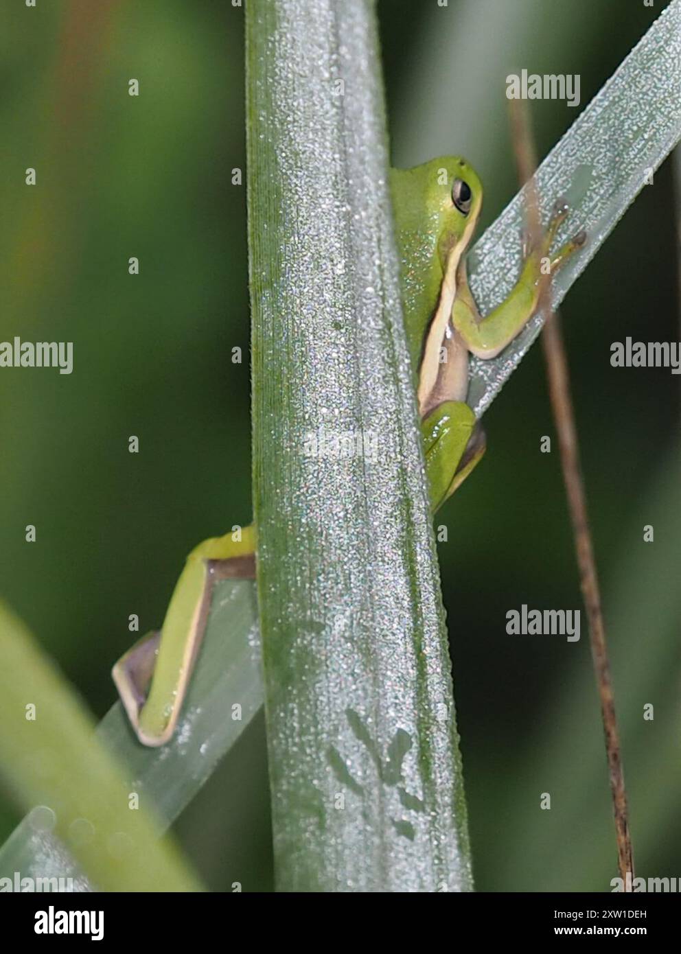 Green Treefrog (Hyla cinerea) Amphibia Stock Photo - Alamy