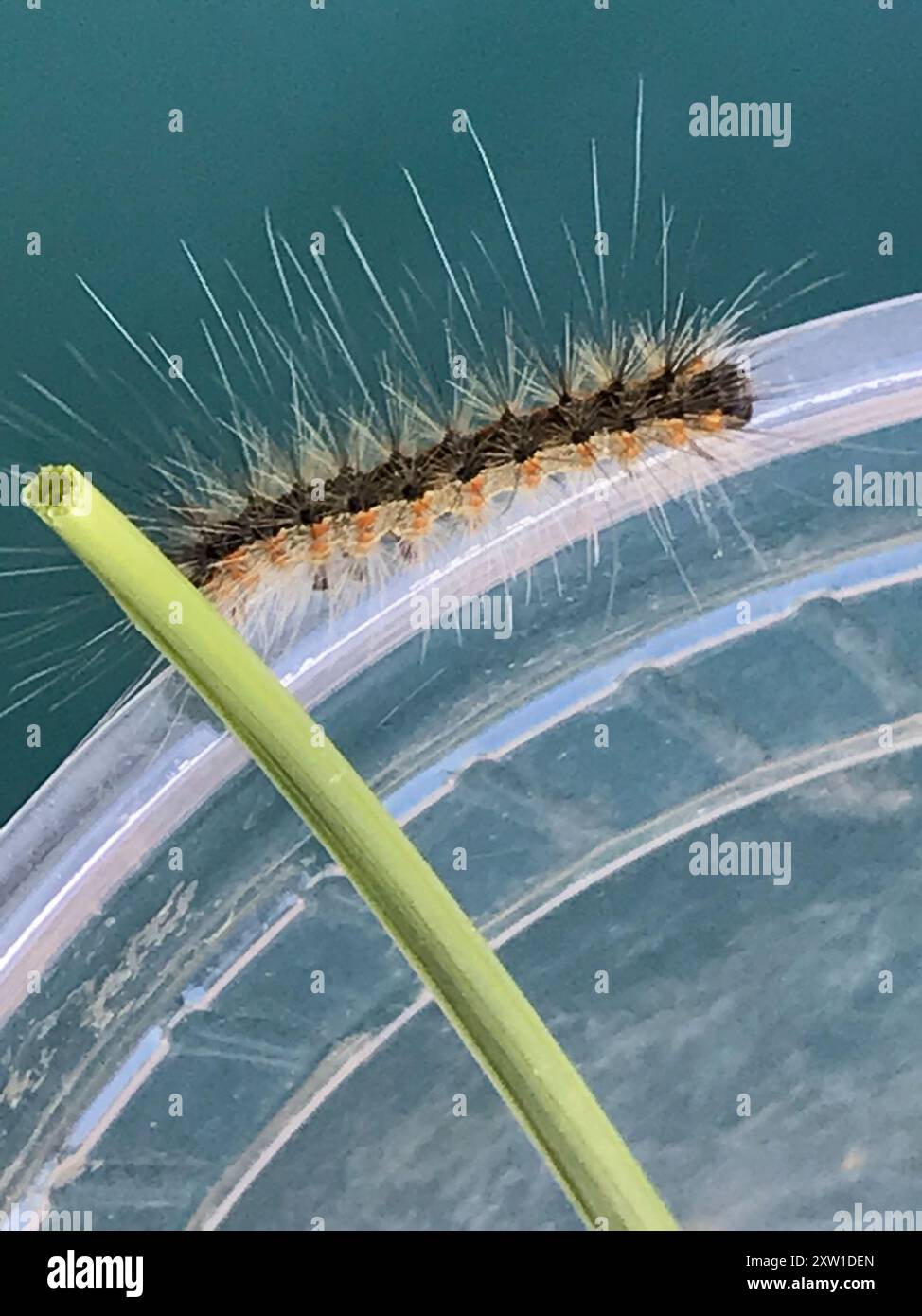 Fall Webworm Moth (Hyphantria cunea) Insecta Stock Photo - Alamy