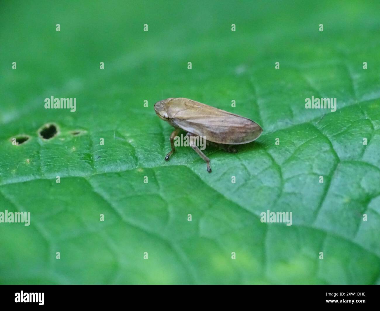 Meadow Spittlebug (Philaenus spumarius) Insecta Stock Photo - Alamy