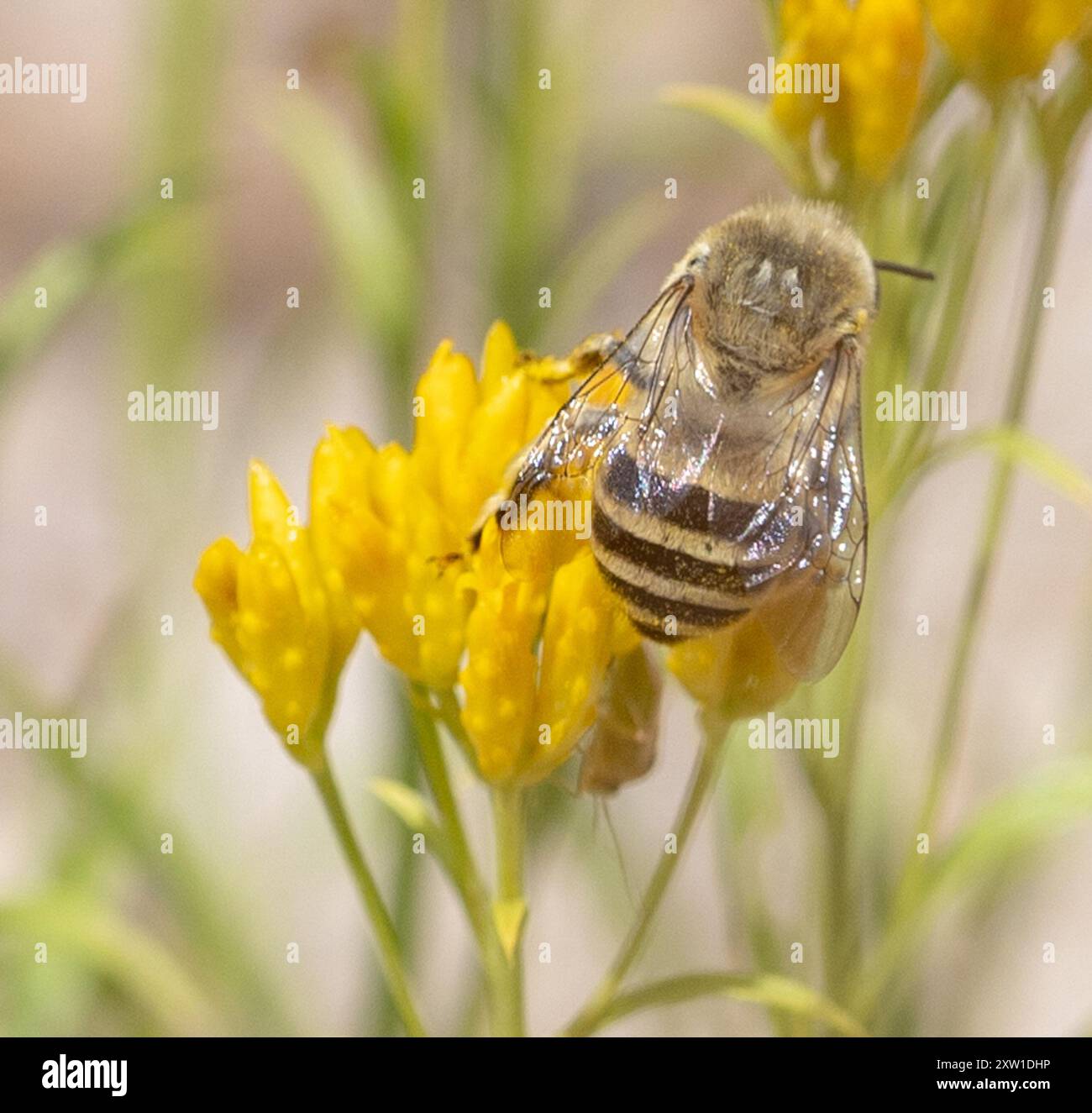 Urbane Digger Bee (Anthophora urbana) Insecta Stock Photo - Alamy