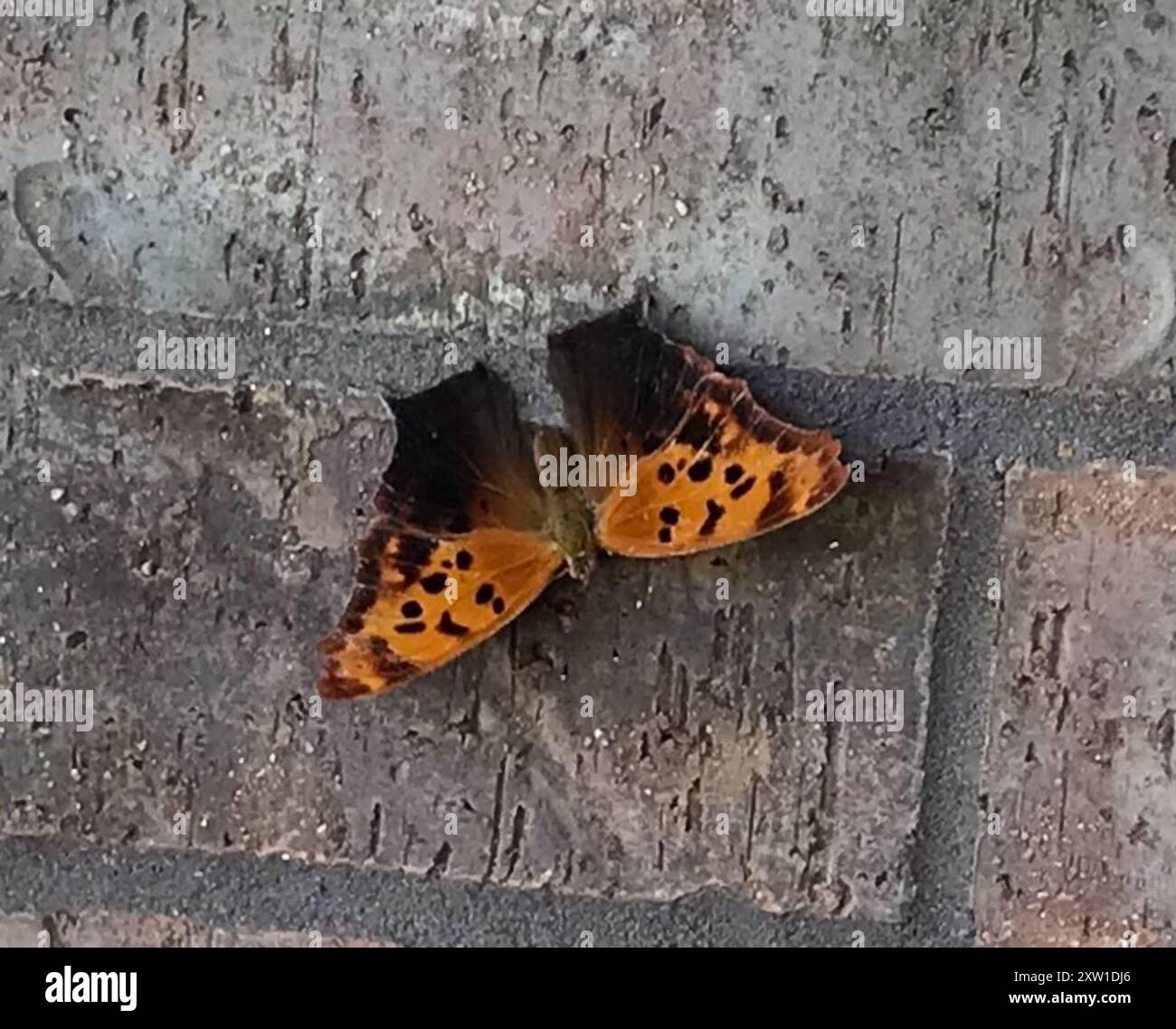 Question Mark (Polygonia interrogationis) Insecta Stock Photo - Alamy