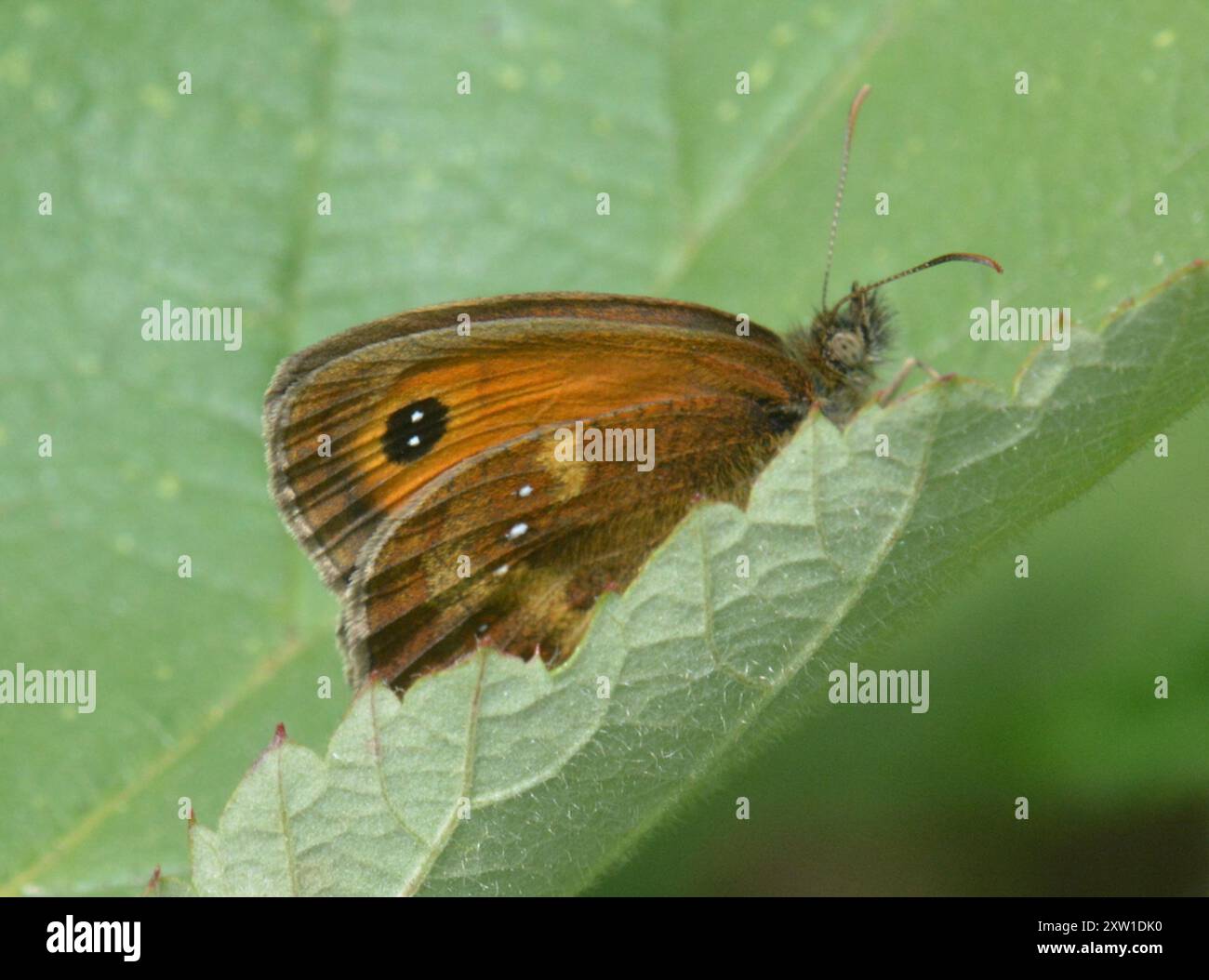 Gatekeeper (Pyronia tithonus) Insecta Stock Photo - Alamy
