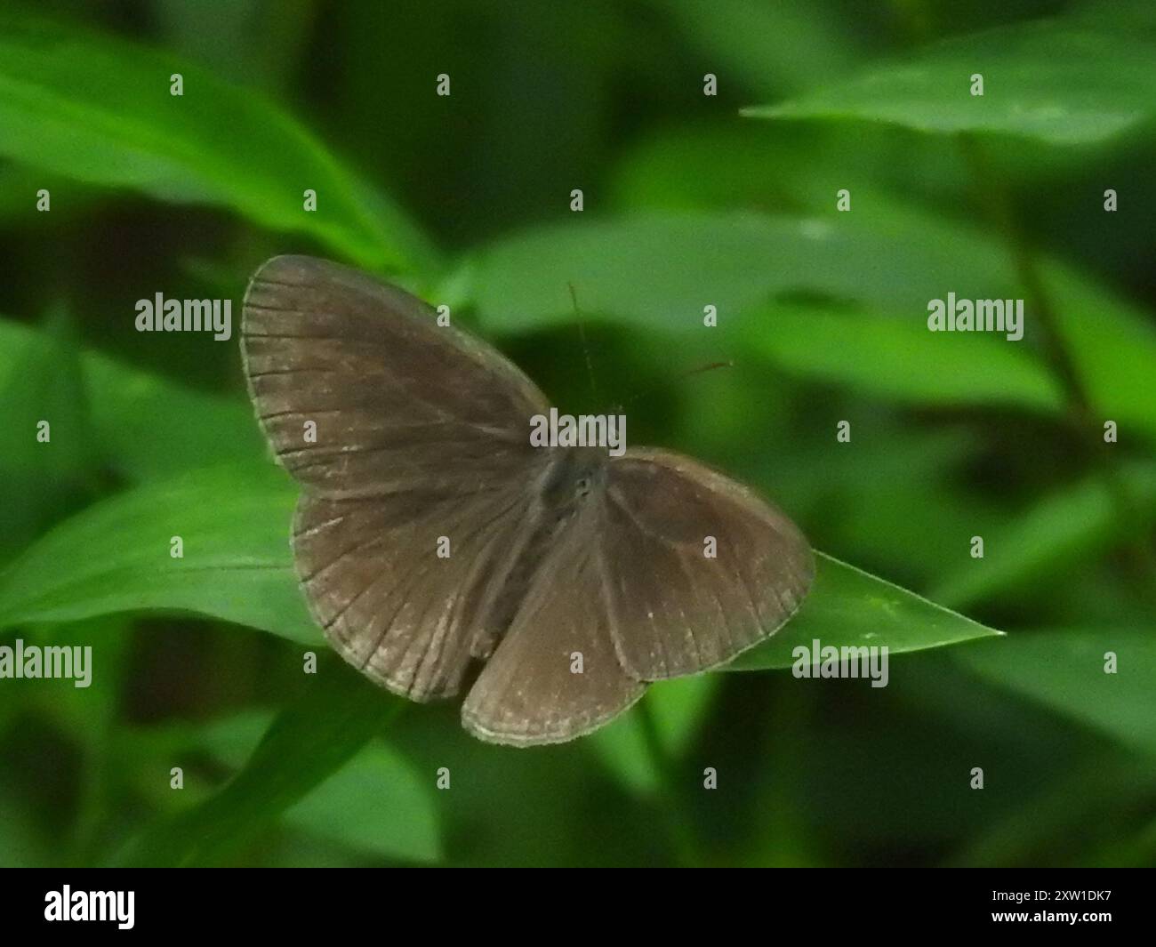 Carolina Satyr (Hermeuptychia sosybius) Insecta Stock Photo - Alamy