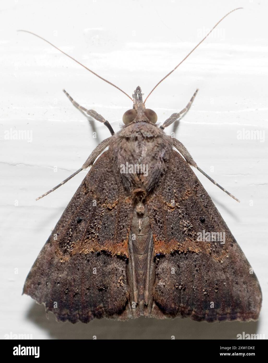 Green Cloverworm Moth (Hypena scabra) Insecta Stock Photo - Alamy