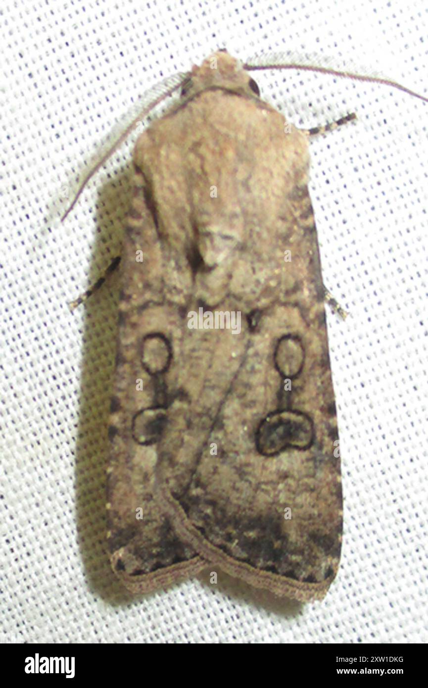 Turnip Moth (Agrotis segetum) Insecta Stock Photo - Alamy