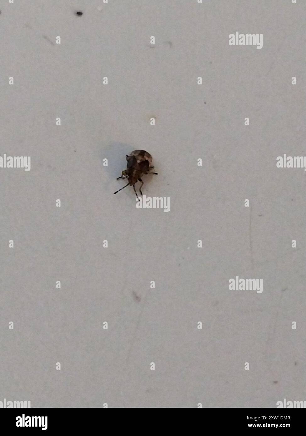 Birch Catkin Bug (Kleidocerys resedae) Insecta Stock Photo - Alamy