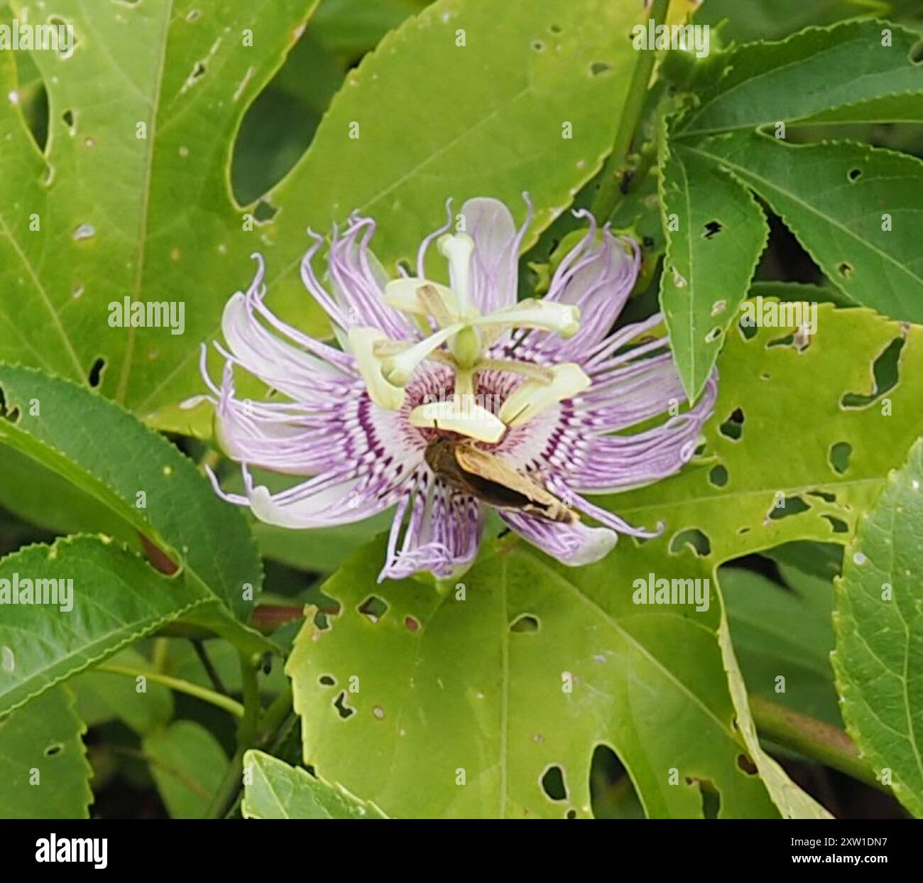 purple passionflower (Passiflora incarnata) Plantae Stock Photo - Alamy
