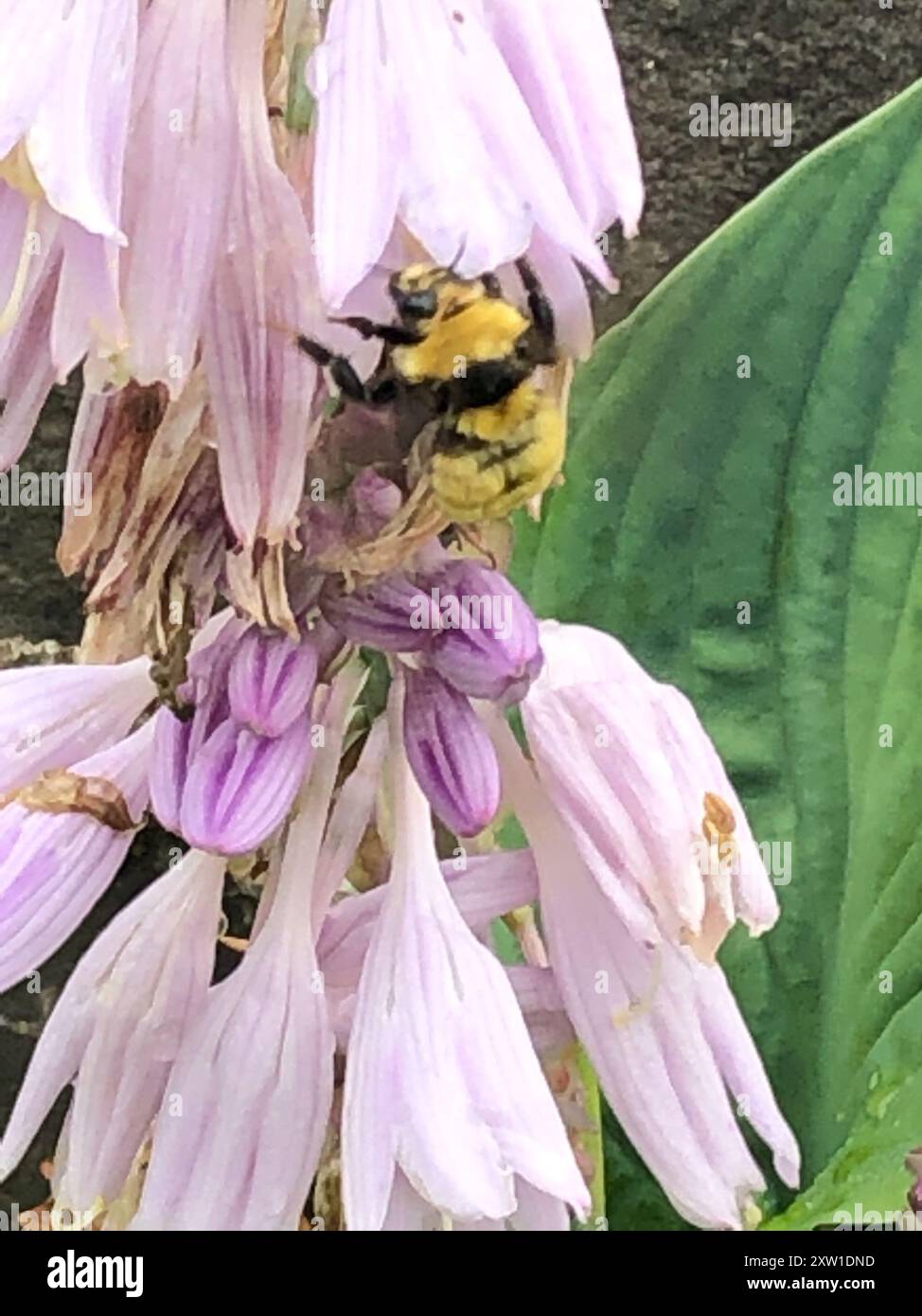 Northern Amber Bumble Bee (Bombus borealis) Insecta Stock Photo - Alamy