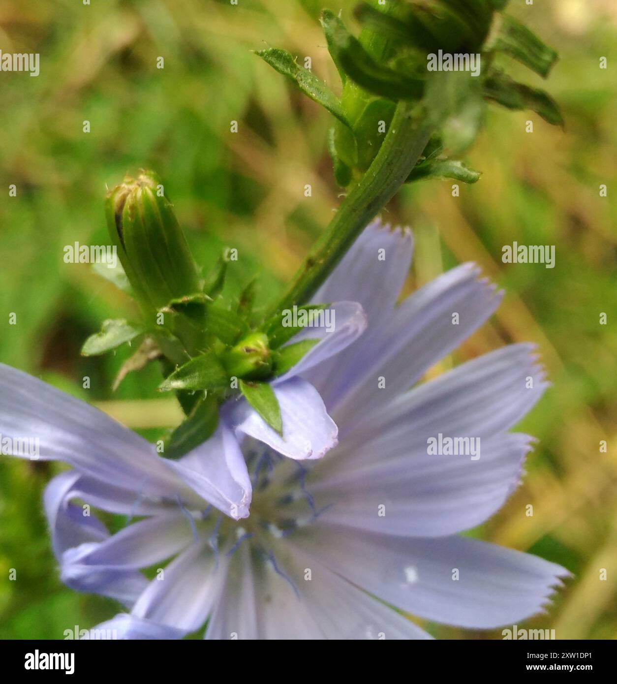 chicory (Cichorium intybus) Plantae Stock Photo - Alamy