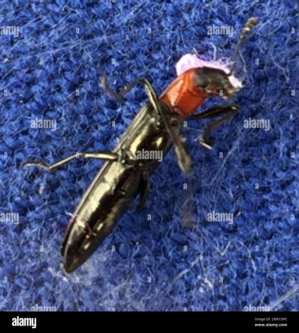 Slender Lizard Beetle (Acropteroxys gracilis) Insecta Stock Photo - Alamy
