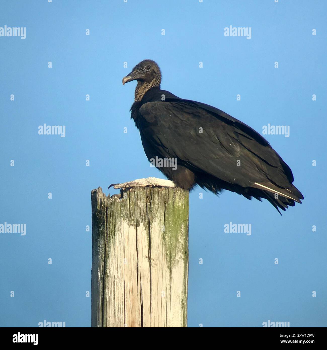 Black Vulture (Coragyps atratus) Aves Stock Photo - Alamy