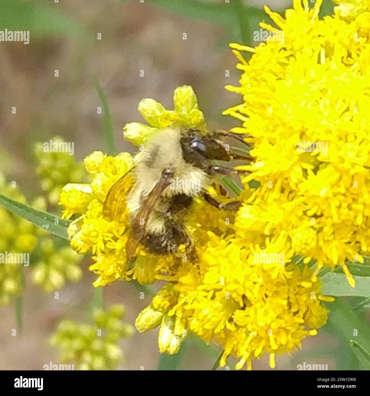 Half-black Bumble Bee (Bombus vagans) Insecta Stock Photo - Alamy