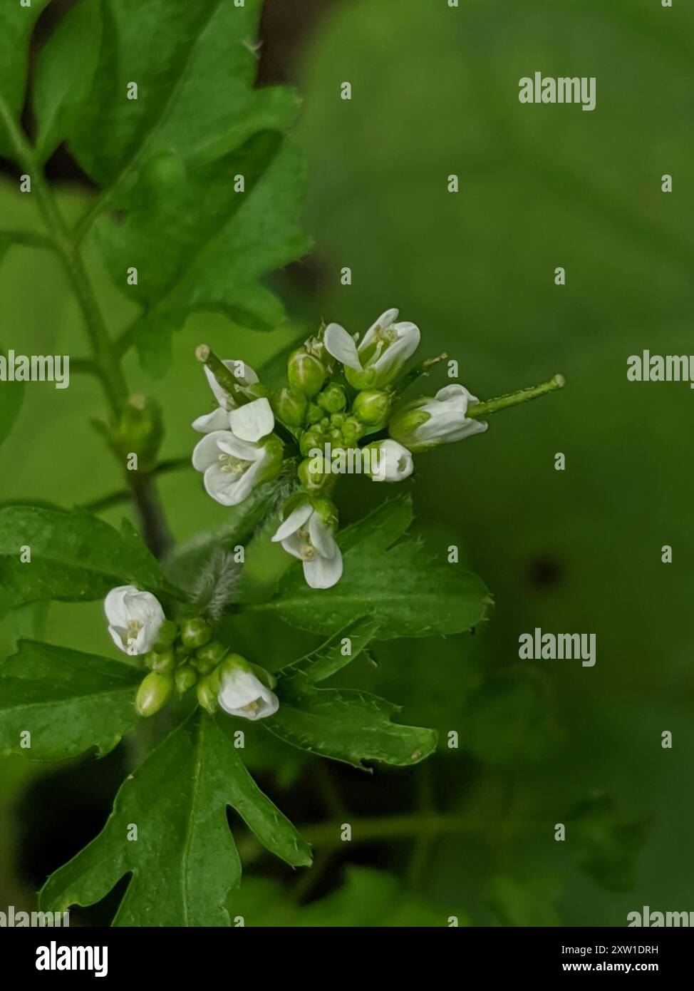 wavy bittercress (Cardamine flexuosa) Plantae Stock Photo - Alamy