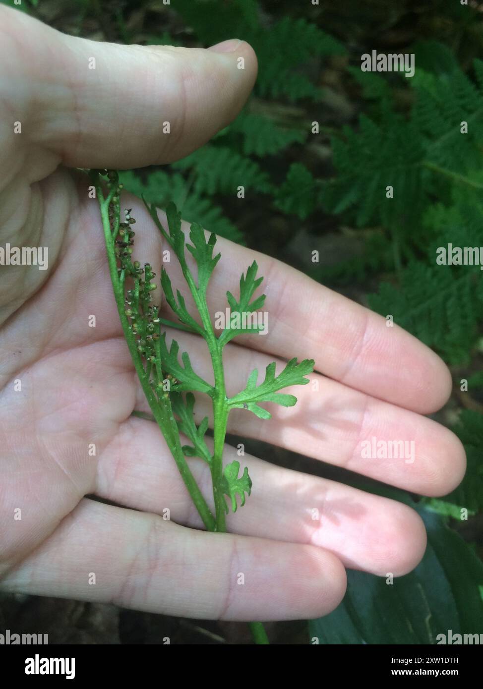 matricary grapefern (Botrychium matricariifolium) Plantae Stock Photo ...