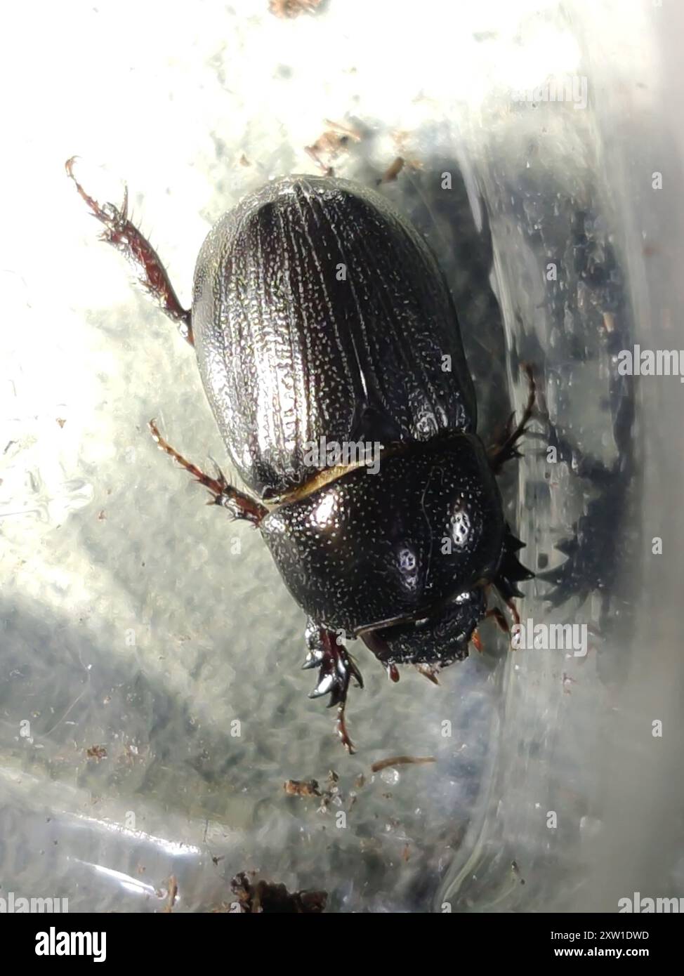 Sugarcane Beetle (Euetheola humilis) Insecta Stock Photo - Alamy