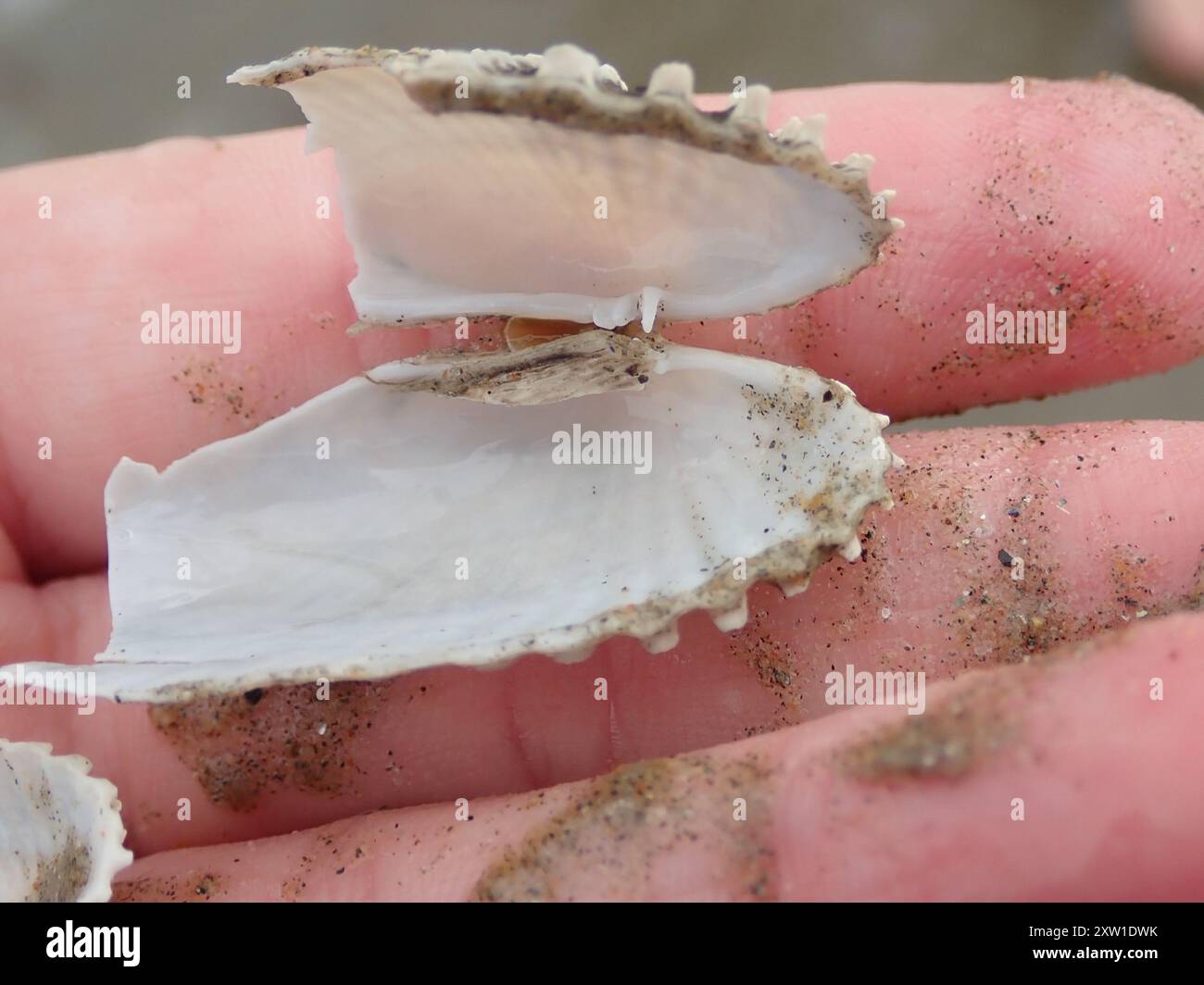 False Angelwing (Petricolaria pholadiformis) Mollusca Stock Photo - Alamy