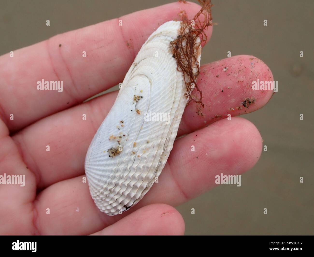 False Angelwing (Petricolaria pholadiformis) Mollusca Stock Photo - Alamy