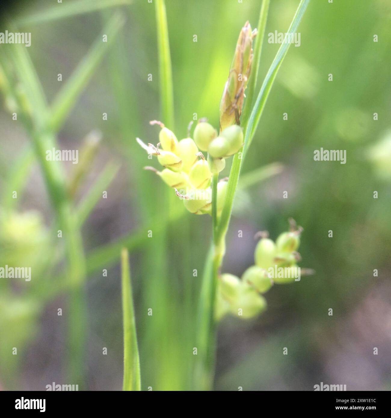 golden sedge (Carex aurea) Plantae Stock Photo - Alamy