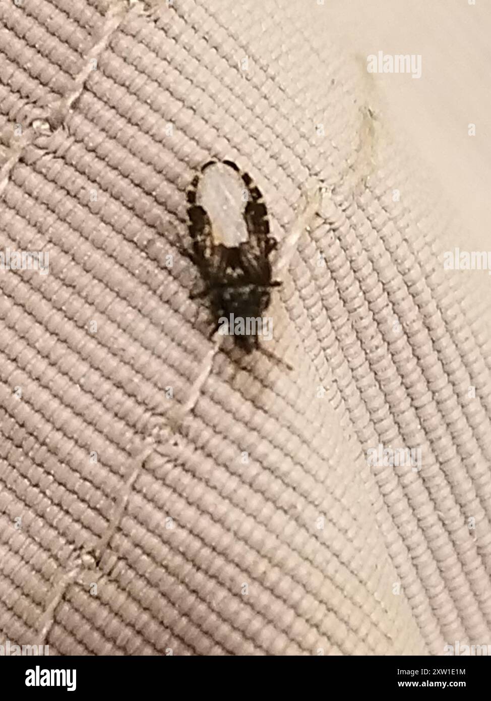 True Bugs (Heteroptera) Insecta Stock Photo - Alamy