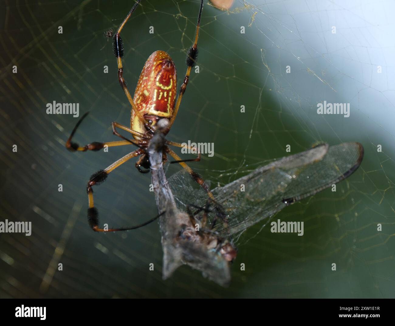 Golden Silk Spider (Trichonephila clavipes) Arachnida Stock Photo - Alamy